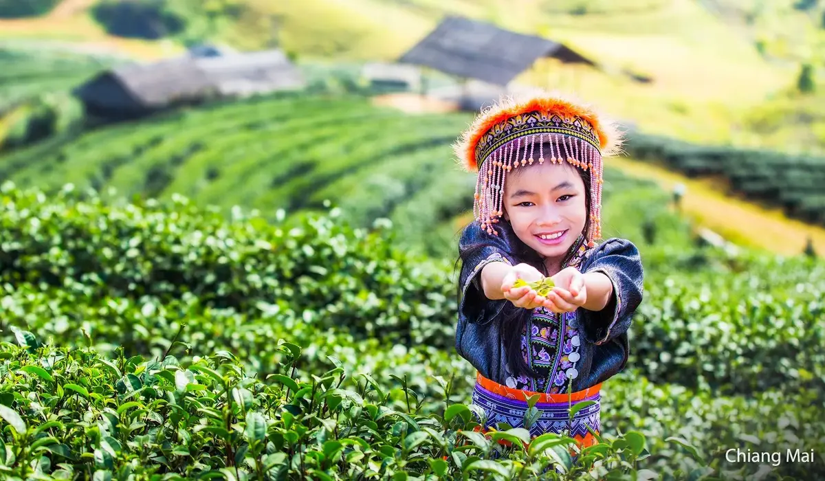 Tanie wakacje Chiang Rai - najtańsze wycieczki i wczasy - Urlop.pl